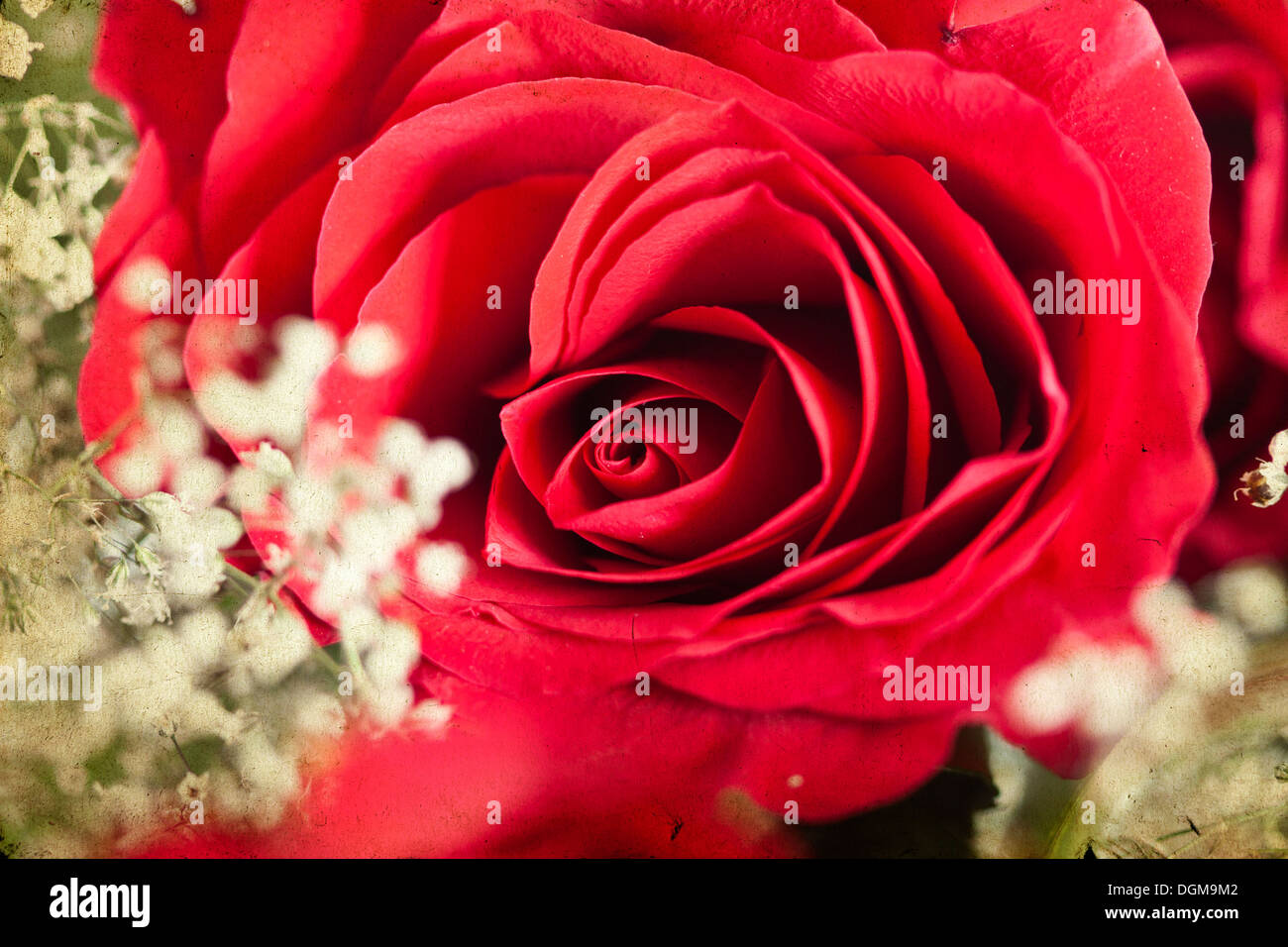 Vintage red rose hi-res stock photography and images - Alamy