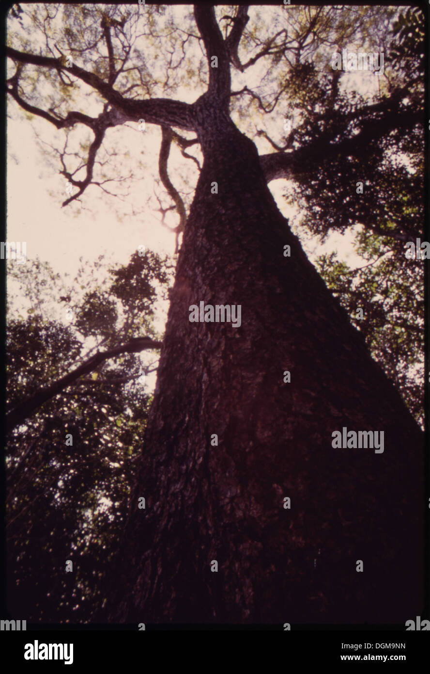 Black Mahogany Tree Black Mahogany: Over 4,090 Royalty Free Licensable