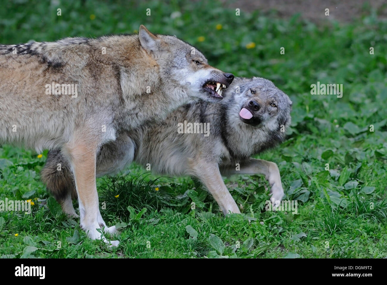 Wolves (Canis lupus), fighting to display dominance, Hesse Stock Photo ...