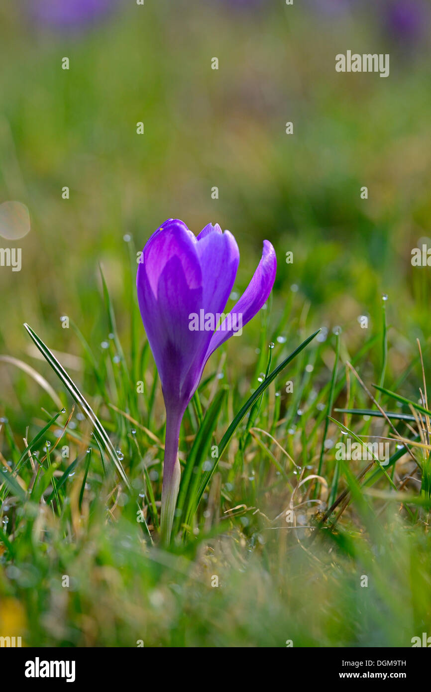 Crocus (Crocus sp.), purple, in a meadow, Berlin Stock Photo - Alamy