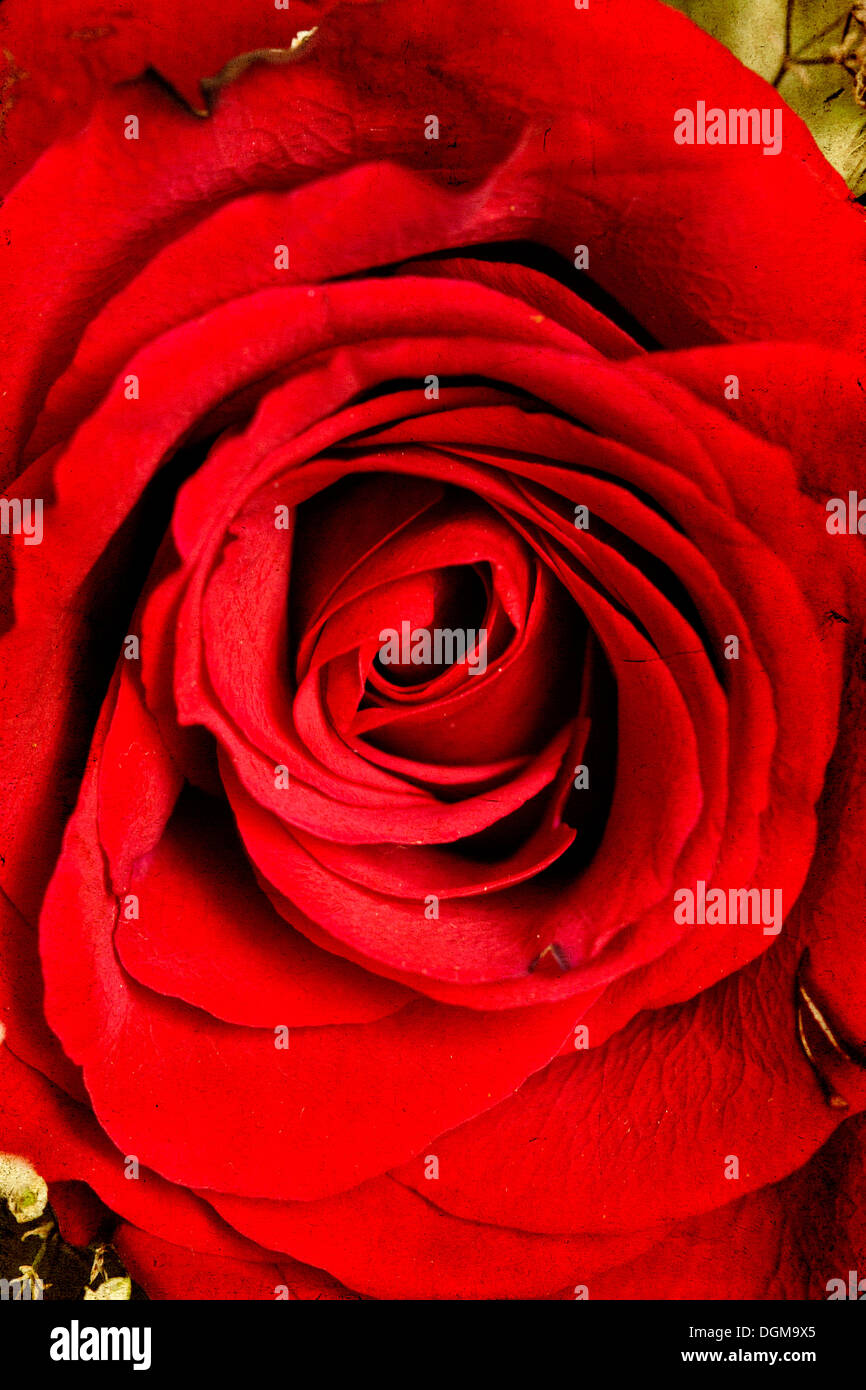 Vintage red rose hi-res stock photography and images - Alamy