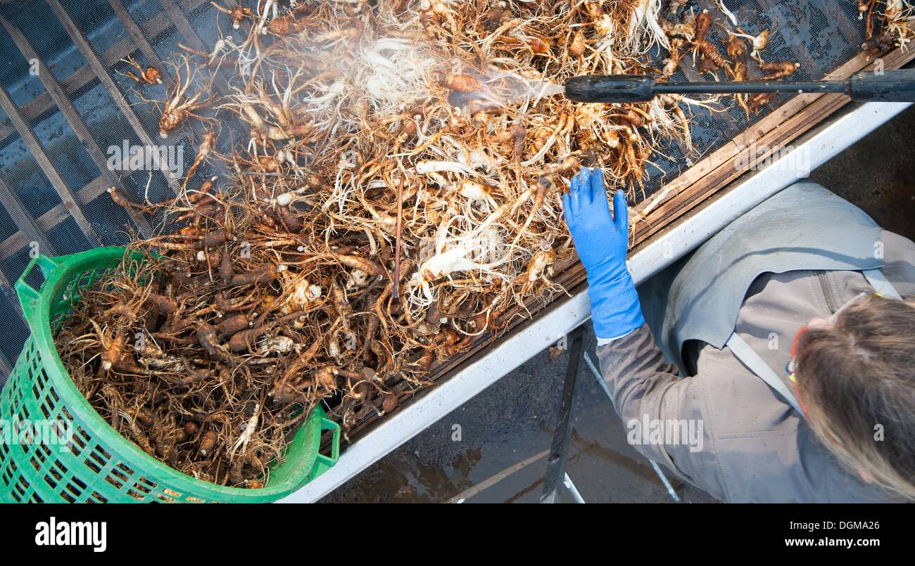 Ginseng farm in germany hi-res stock photography and images - Alamy