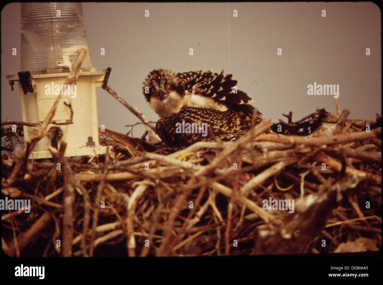 NESTING ATOP CHESAPEAKE BAY CHANNEL MARKER 548505 Stock Photo - Alamy