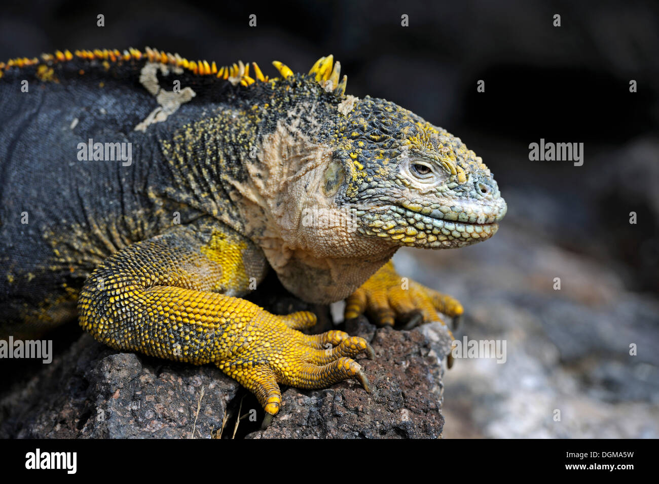 Galapagos Land Iguana (Conolophus subcristatus), island of Plaza Sur ...