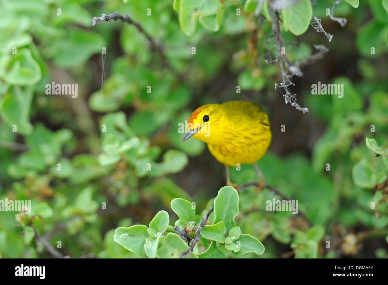 Petechia High Resolution Stock Photography and Images - Alamy