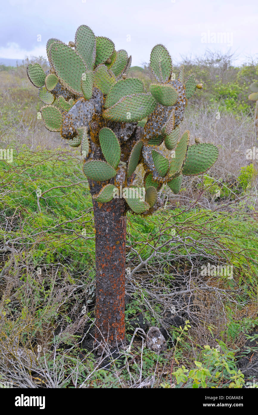 Galapagos Prickly Pear (Opuntia echios), Isabela Island, Galapagos ...