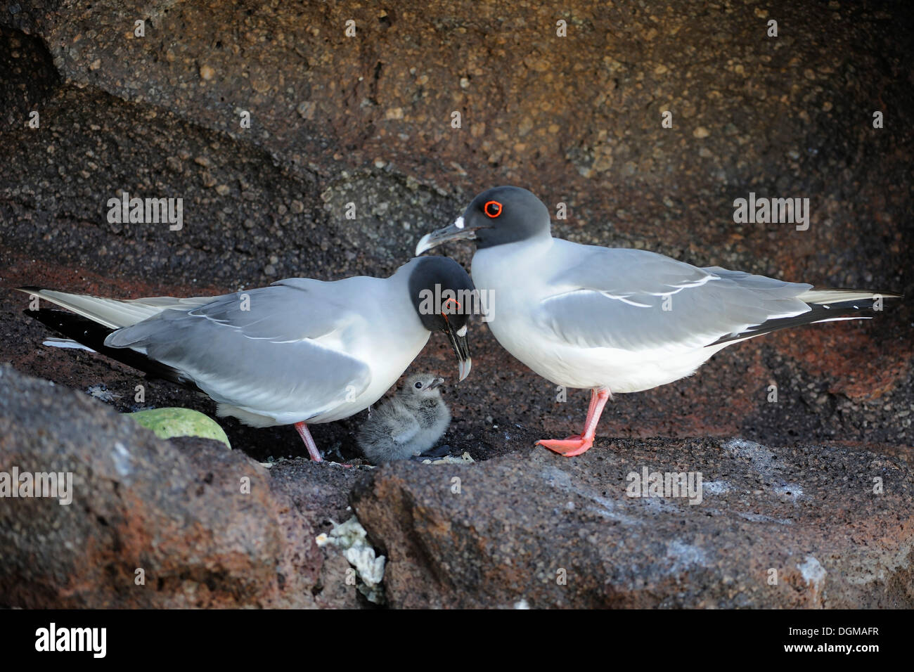 Swallow-tailed Gulls (Creagrus furcatus), pair feeding chicks, Genovesa ...
