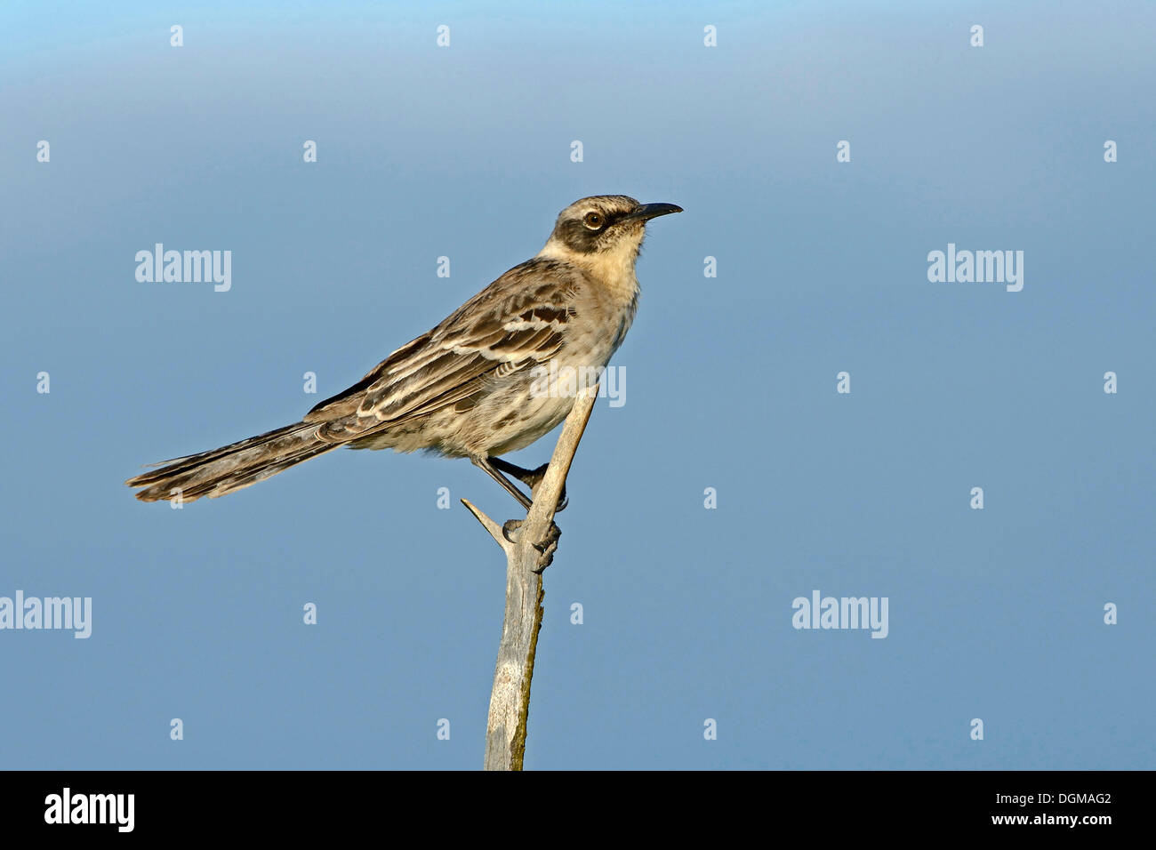 Galapagos Mockingbird (Nesomimus parvulus), Genovesa Island, Galapagos ...