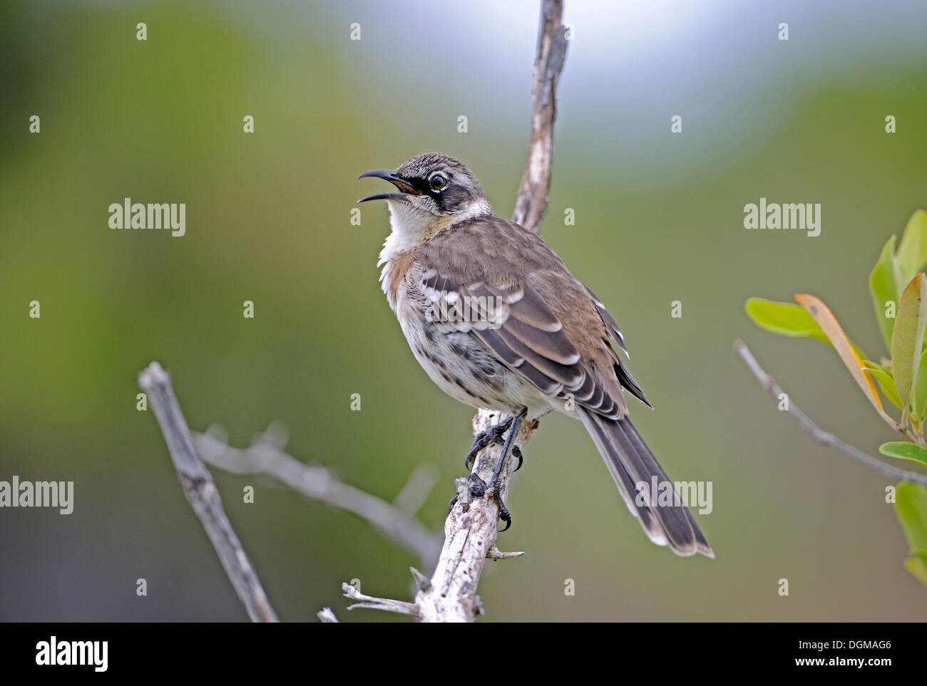 Galapagos Mockingbird (Nesomimus parvulus), Santa Cruz Island ...