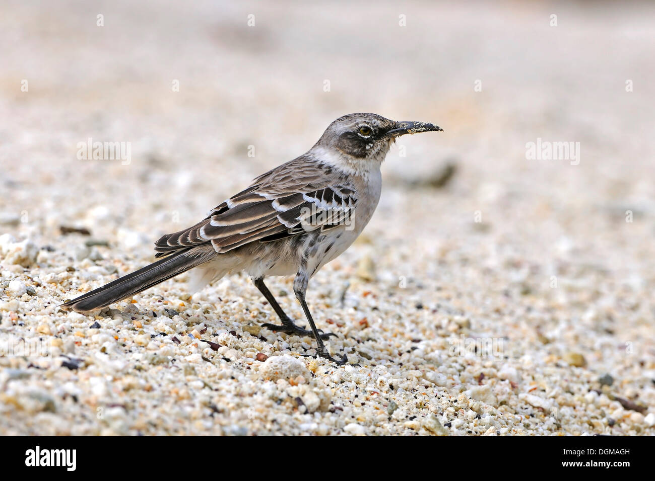 Galapagos Mockingbird (Nesomimus parvulus), Genovesa Island, Galapagos ...