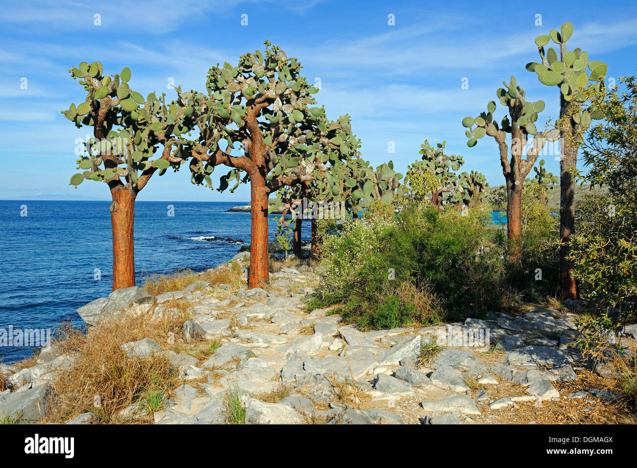 Galápagos prickly pear (Opuntia echios), Santa Fe Island, Isla Santa Fe ...