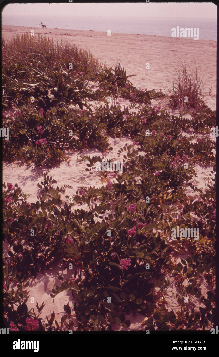 Wild roses and beach grass grow on a sand dune, showcasing the ...