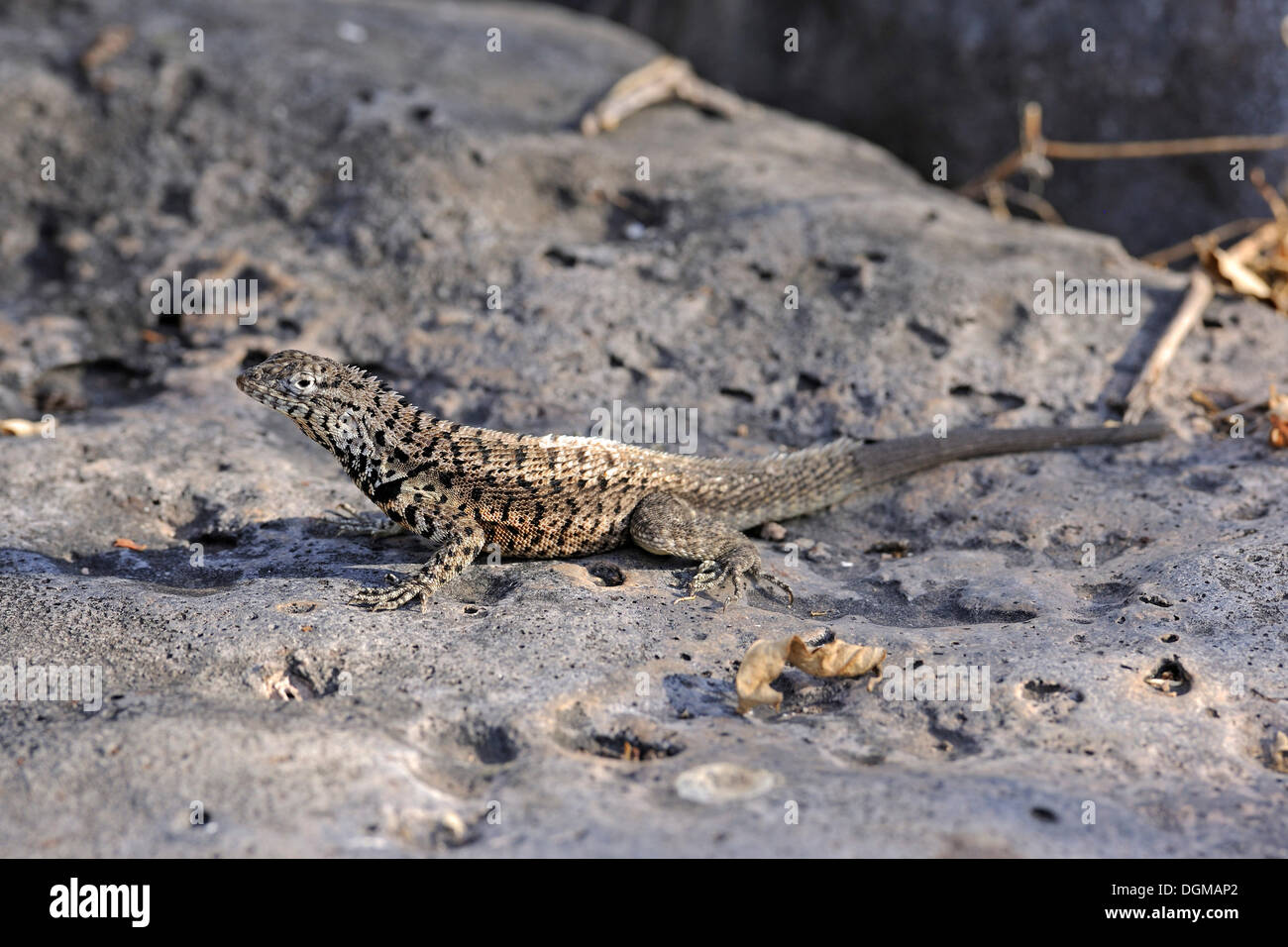 Galapagos Lava Lizard (Tropidurus), Santa Fe Island, Isla Santa Fe ...