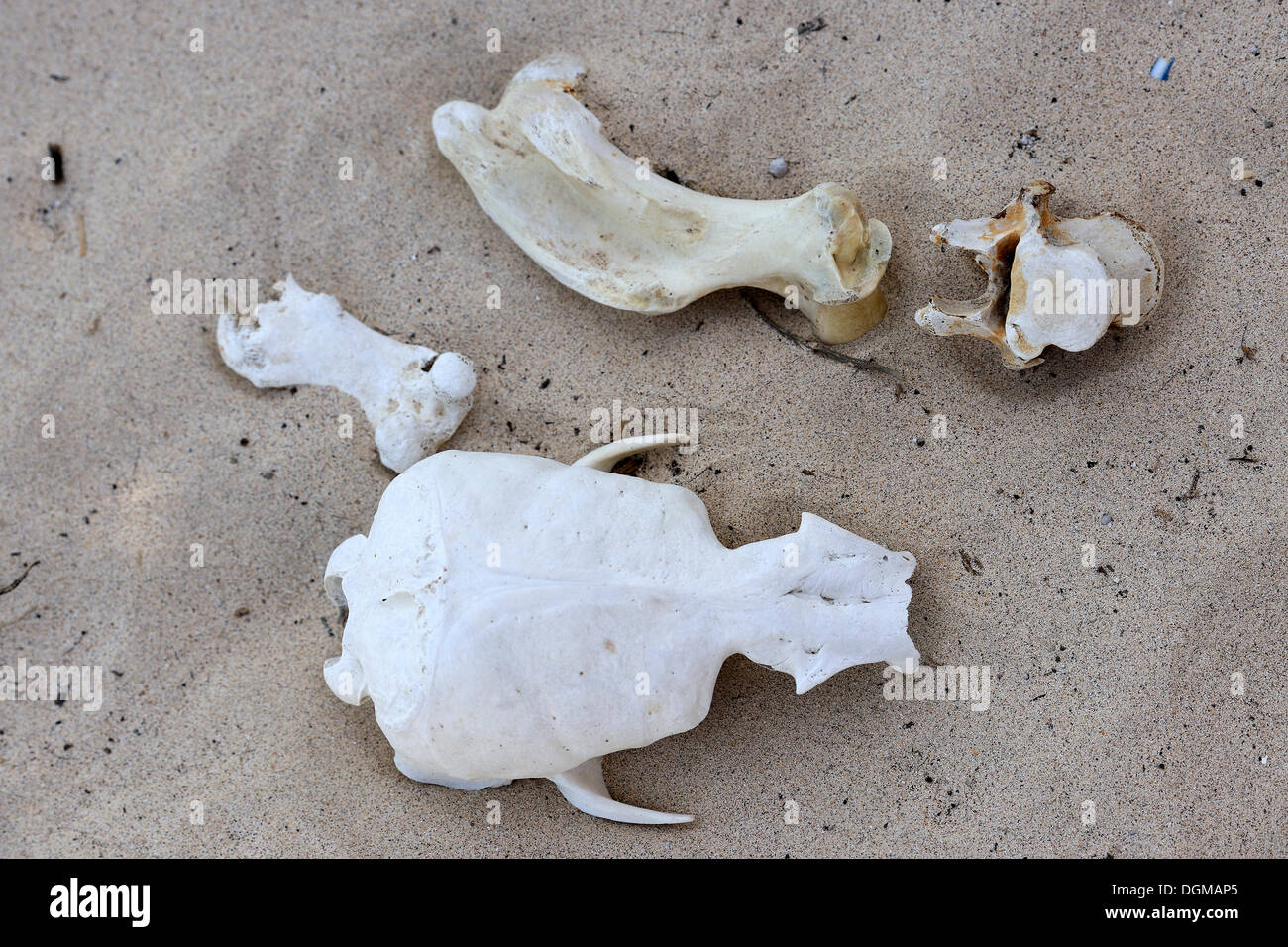 Sea animal bones hi-res stock photography and images - Alamy