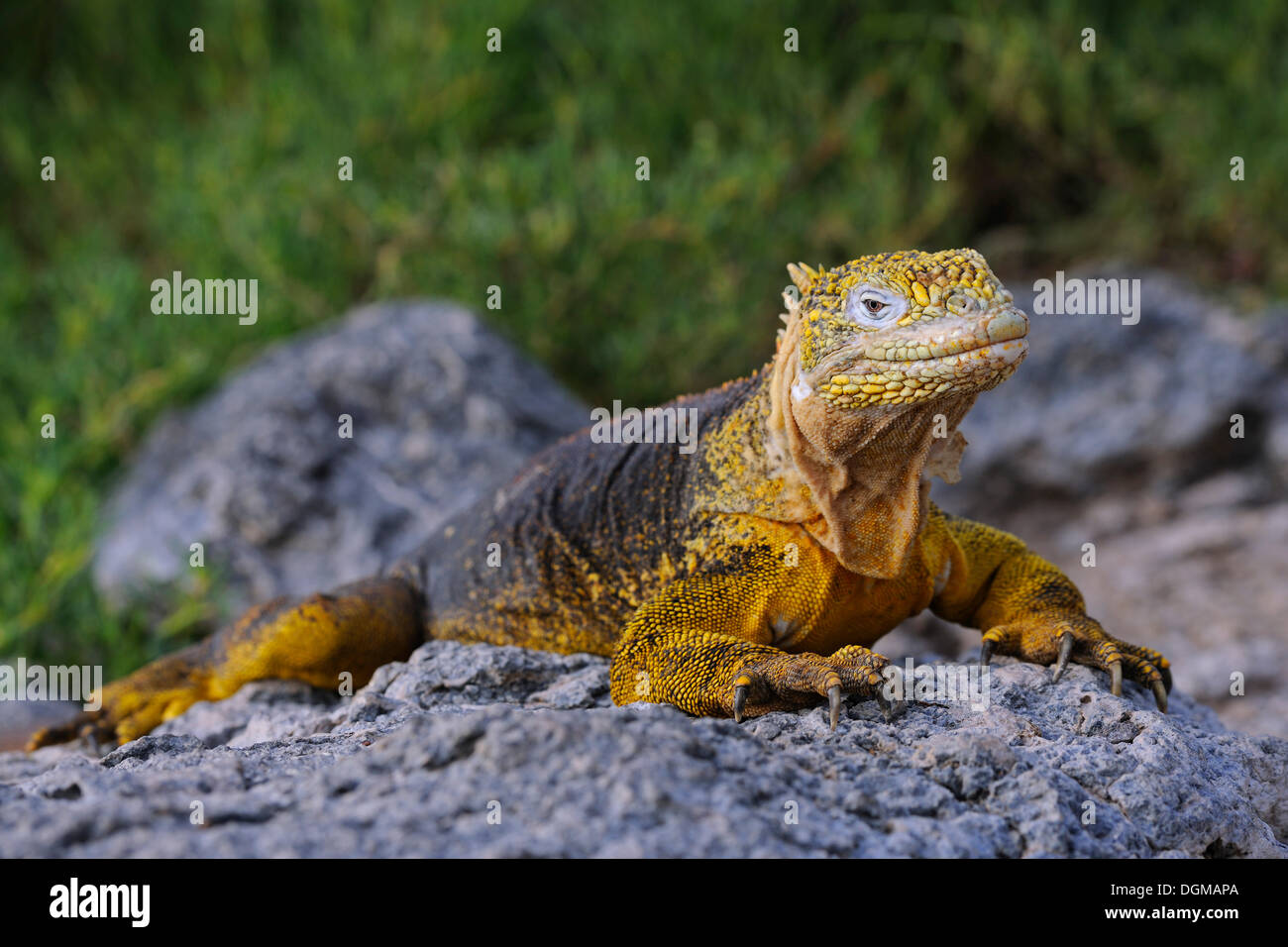 Galapagos Land Iguana (Conolophus subcristatus), subspecies of South ...