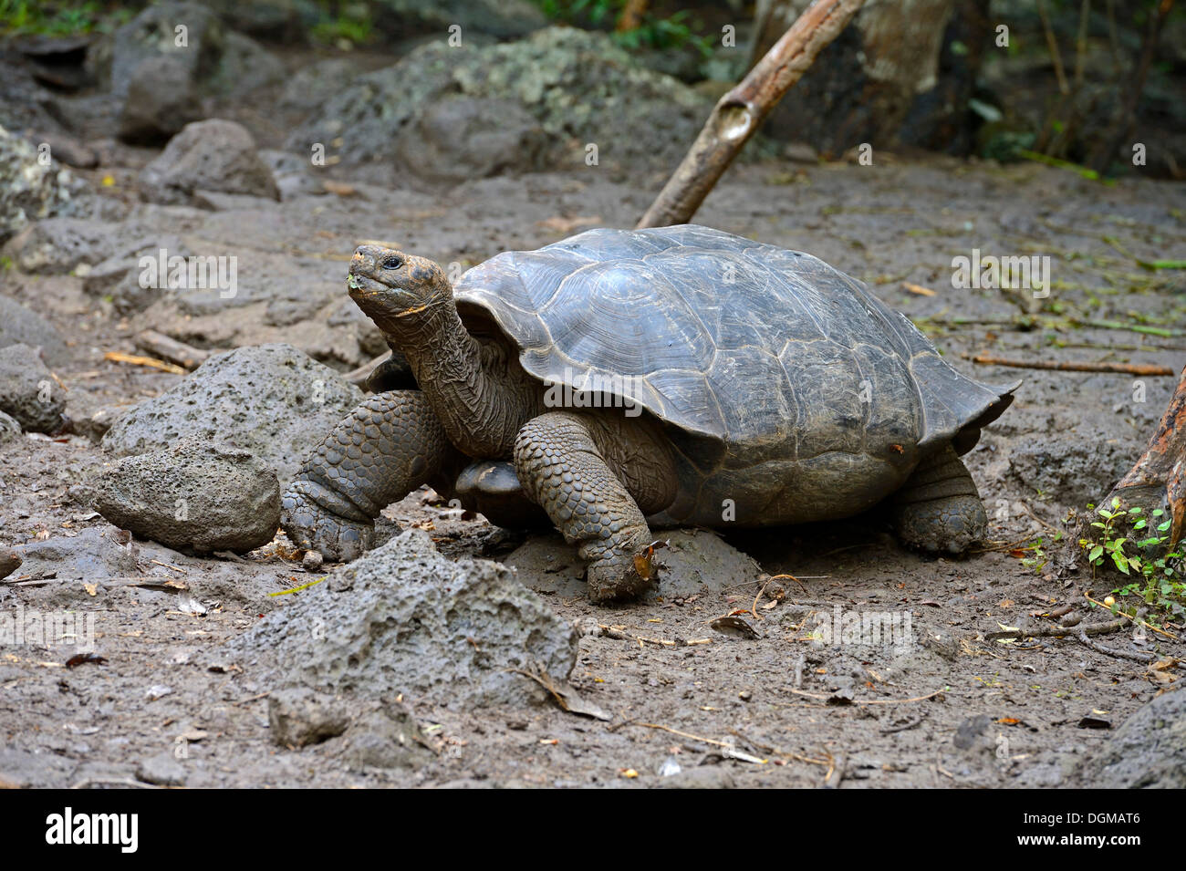 Galapagos Giant Tortoise (Geochelone elephantopus chathamensis ...