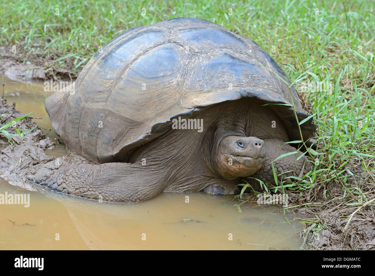 Galapagos Giant Tortoise (Geochelone elephantopus porteri) in a swamp ...