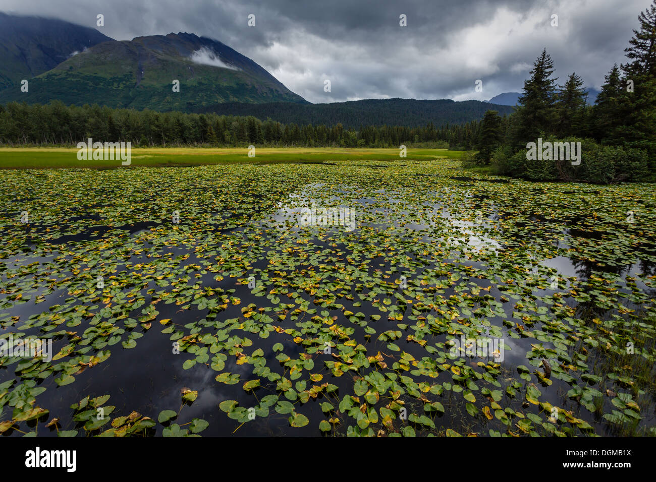 Lilly pads and mountains in Alaska Stock Photo - Alamy