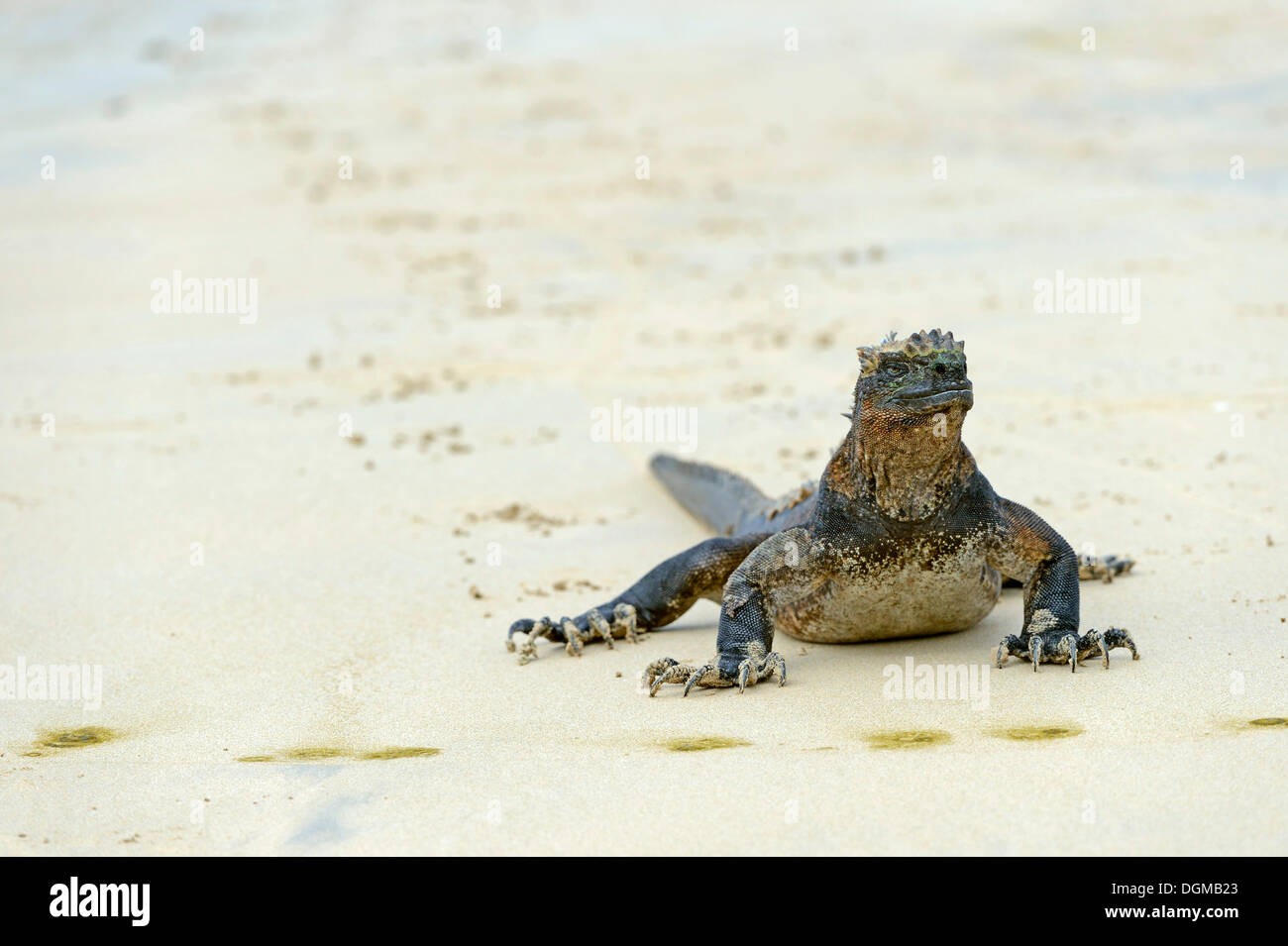 Iguana footprint hi-res stock photography and images - Alamy