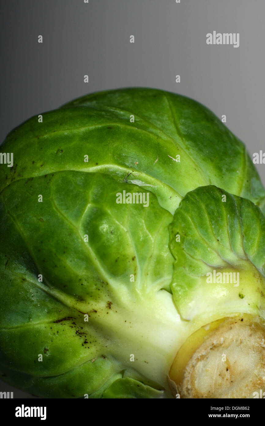 Close up of a sprout Stock Photo - Alamy