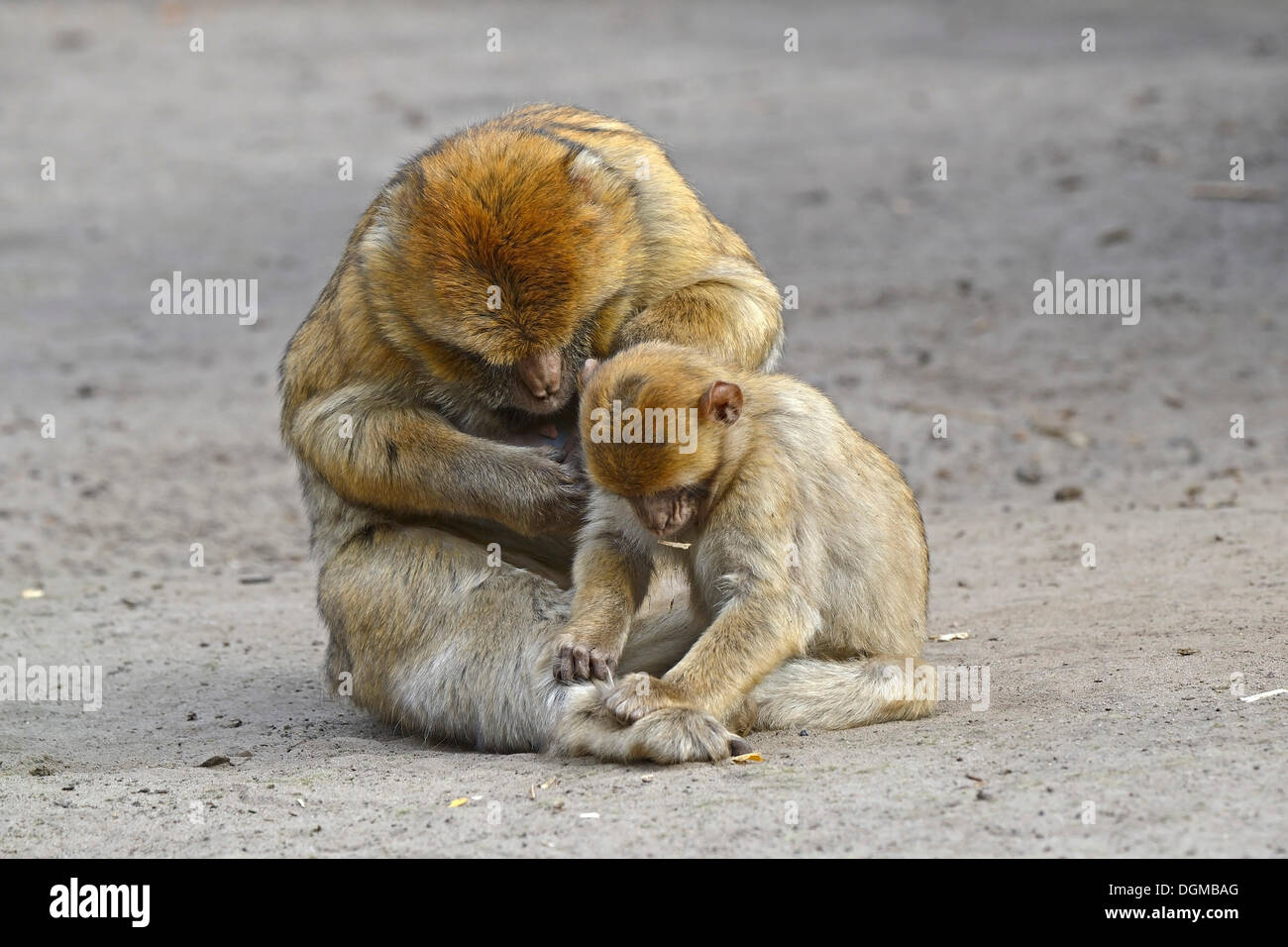 Barbary Macaques (Macaca sylvanus), during mutual delousing, North ...