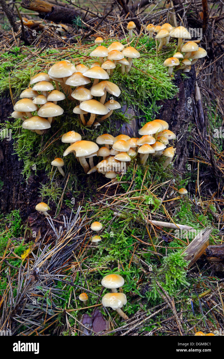 Conifer Tuft (Hypholoma capnoides), Brandenburg Stock Photo - Alamy