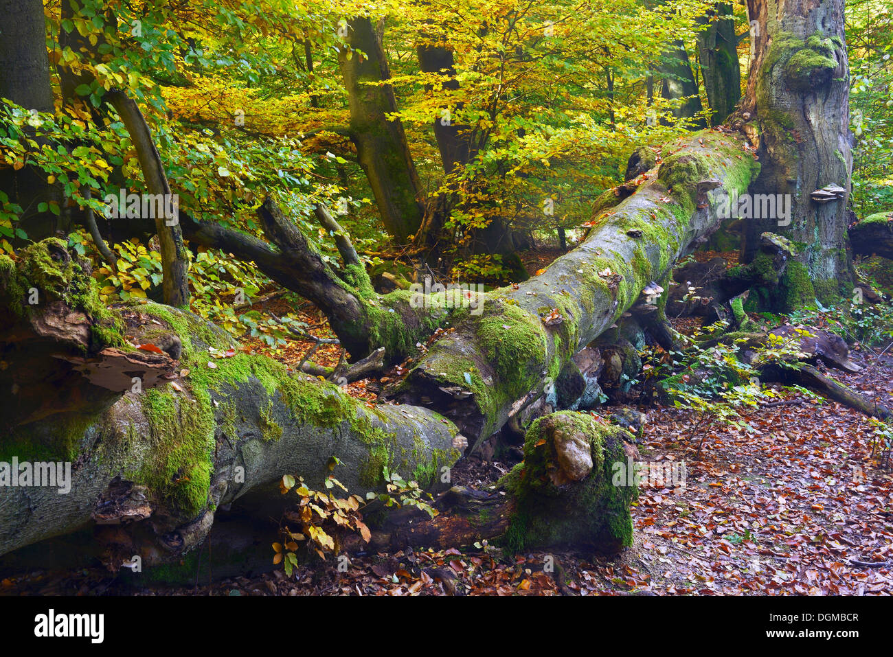 Approx. 400 year old Beech (Fagus) in autumn, nature reserve of the ...
