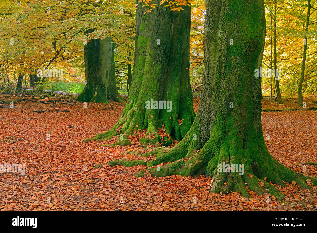 Mossy trunks of old Beech (Fagus) trees in autumn, nature reserve of ...