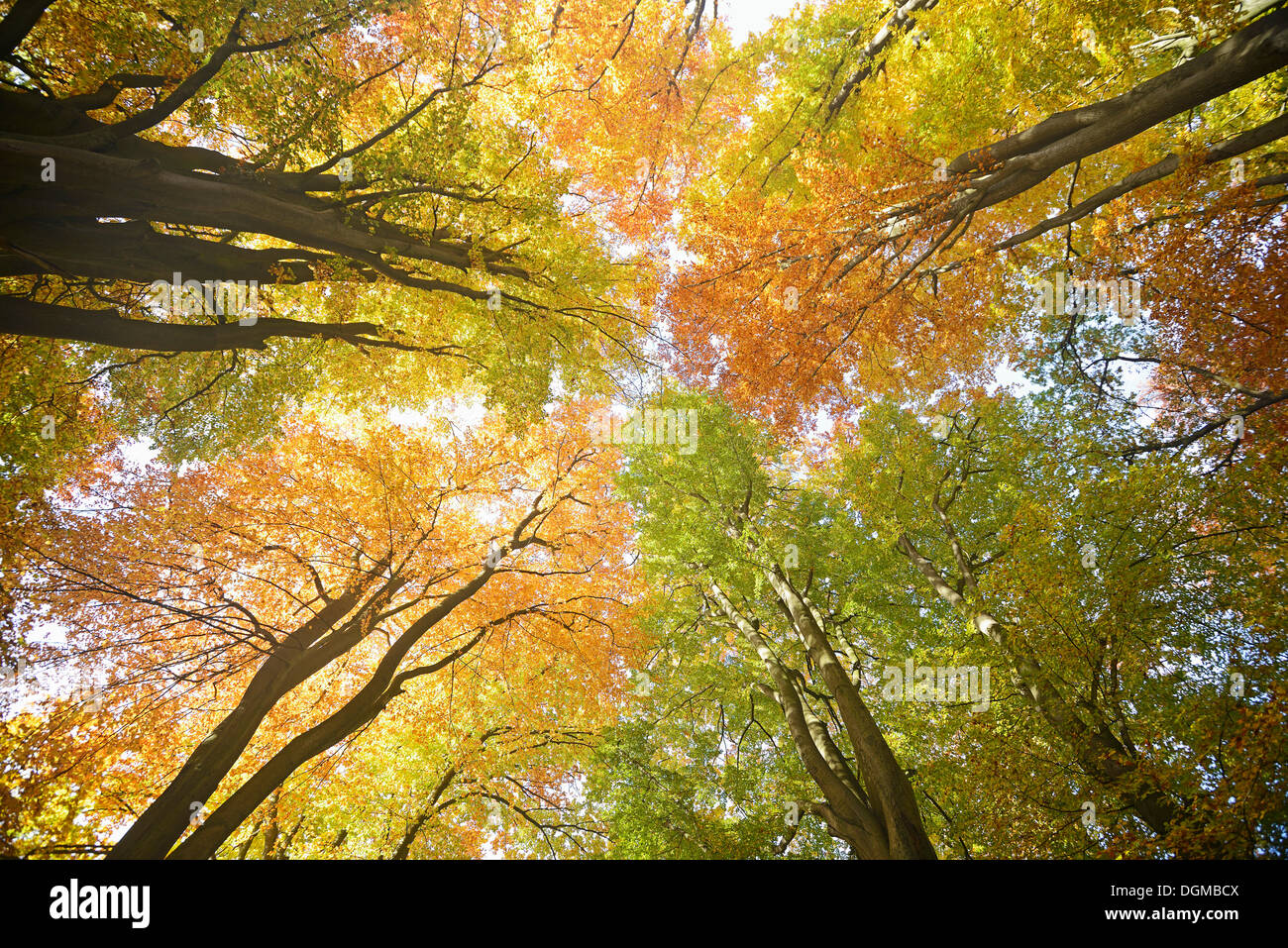 Autumn coloured crowns of Beech (Fagus) trees, with backlighting ...
