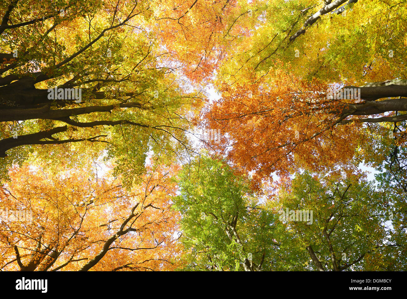 Autumn coloured crowns of Beech (Fagus) trees, with backlighting ...