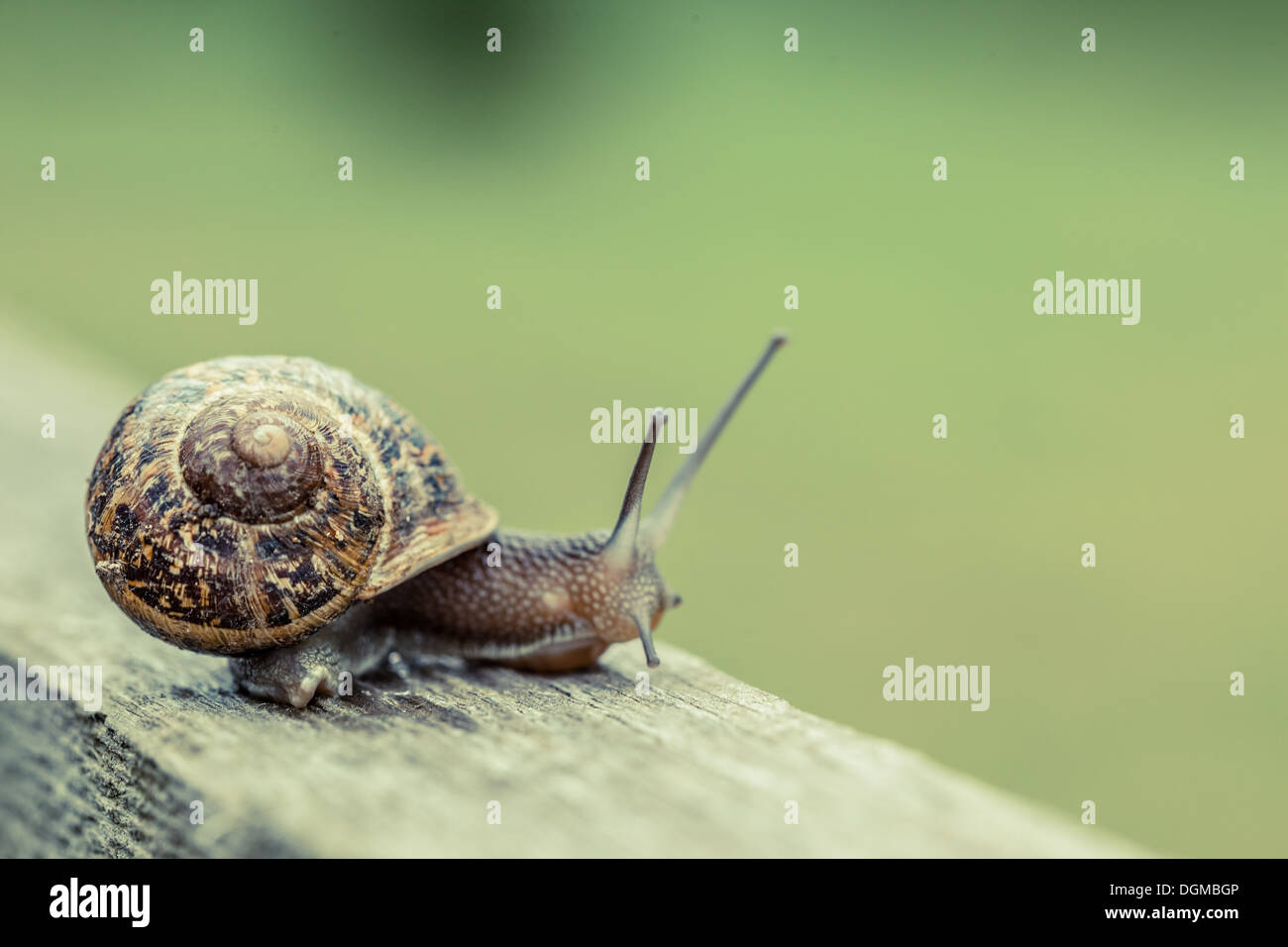 Light snail hi-res stock photography and images - Alamy