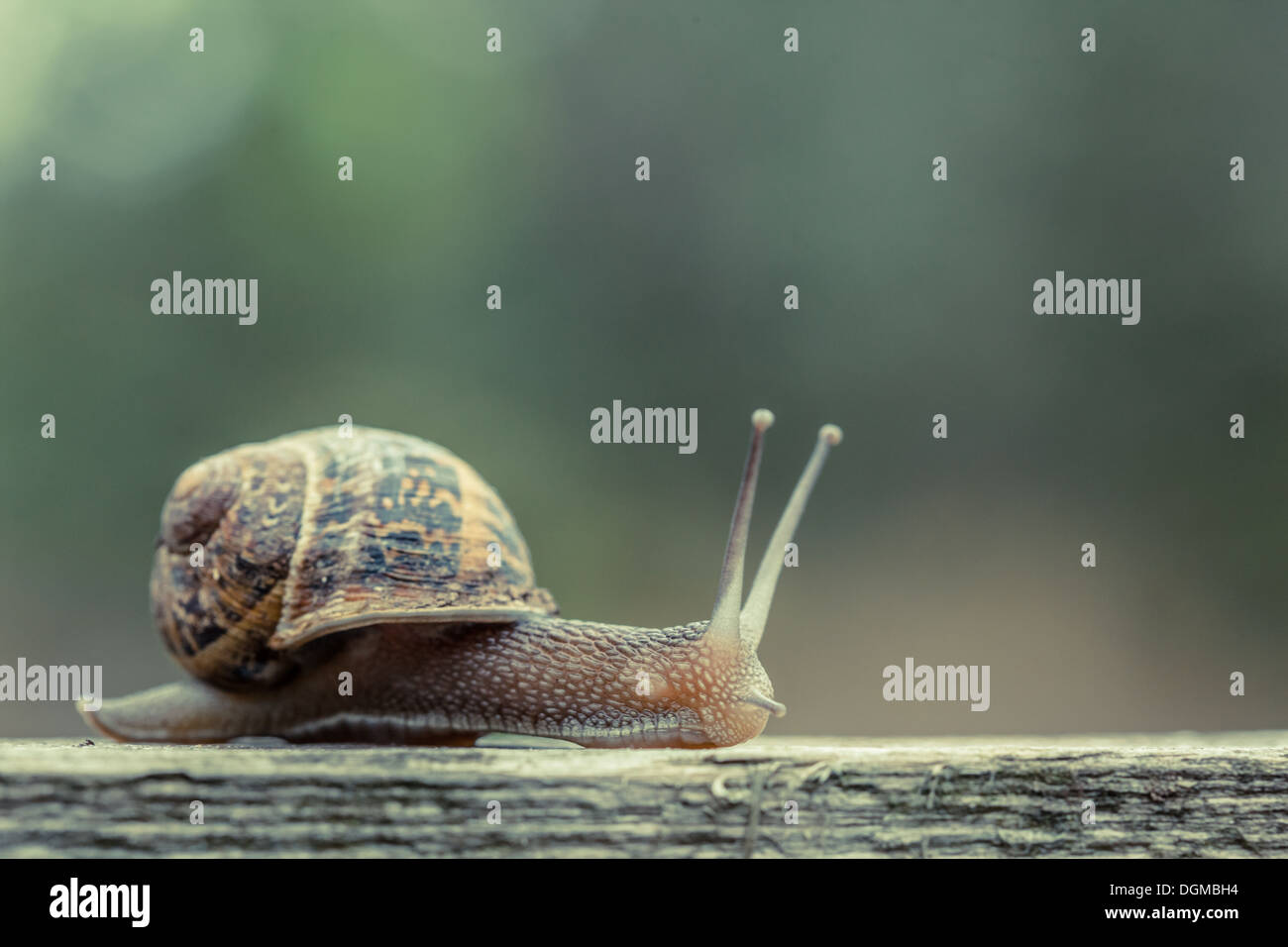 Light snail hi-res stock photography and images - Alamy