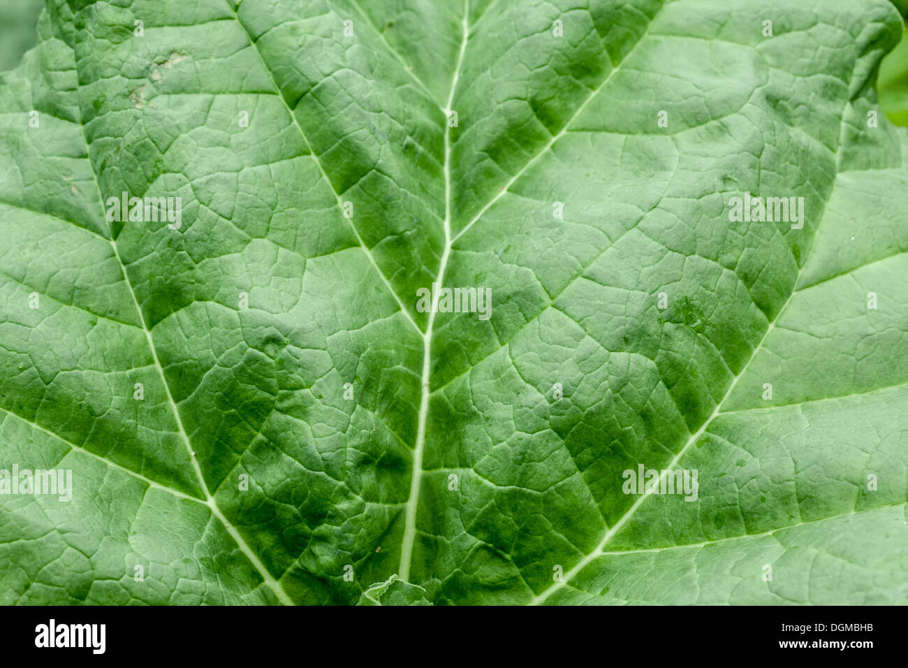 Up close leaf hi-res stock photography and images - Alamy
