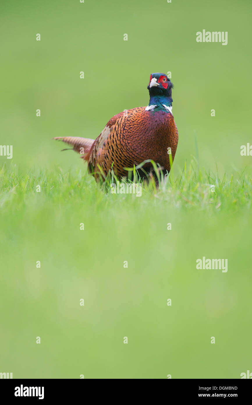Male Cock Pheasant (Phasianus colchicus) in full breeding plumage walking through grass. North ...