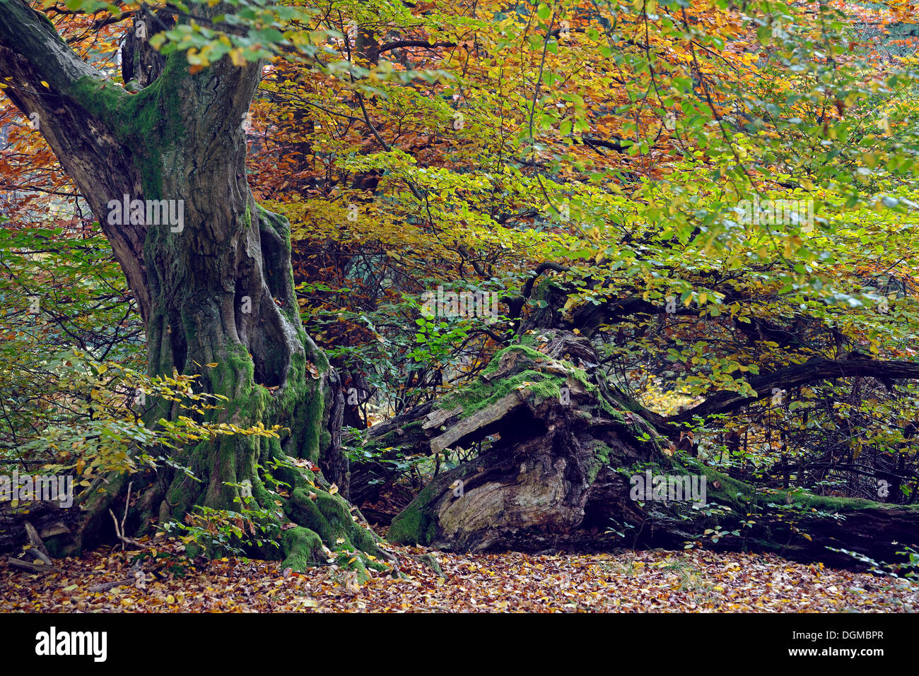 Old trees in the urwald sababurg hi-res stock photography and images - Alamy