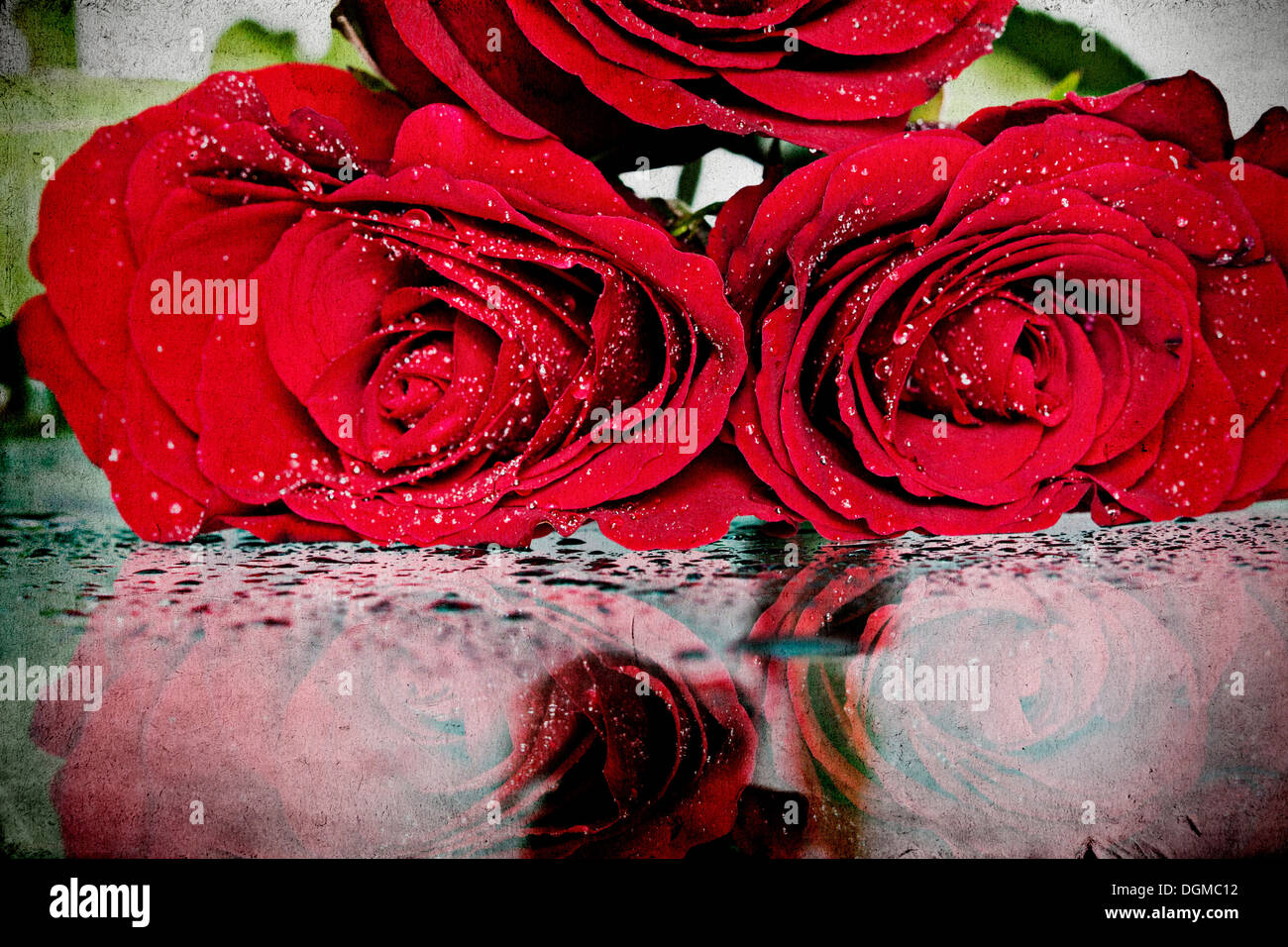 Water covered red roses hi-res stock photography and images - Alamy