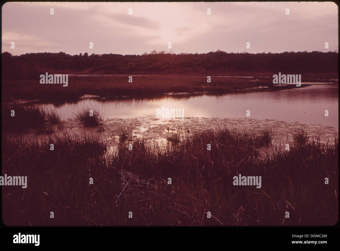 A salt marsh ecosystem, characterized by coastal wetlands that support ...