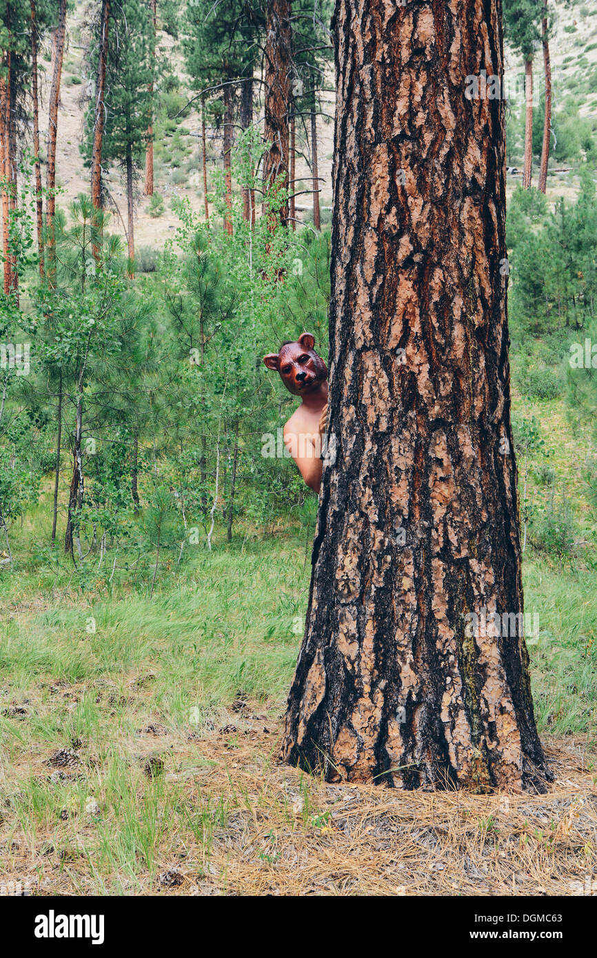 A man standing behind a Ponderosa Pine tree, peering around the trunk ...