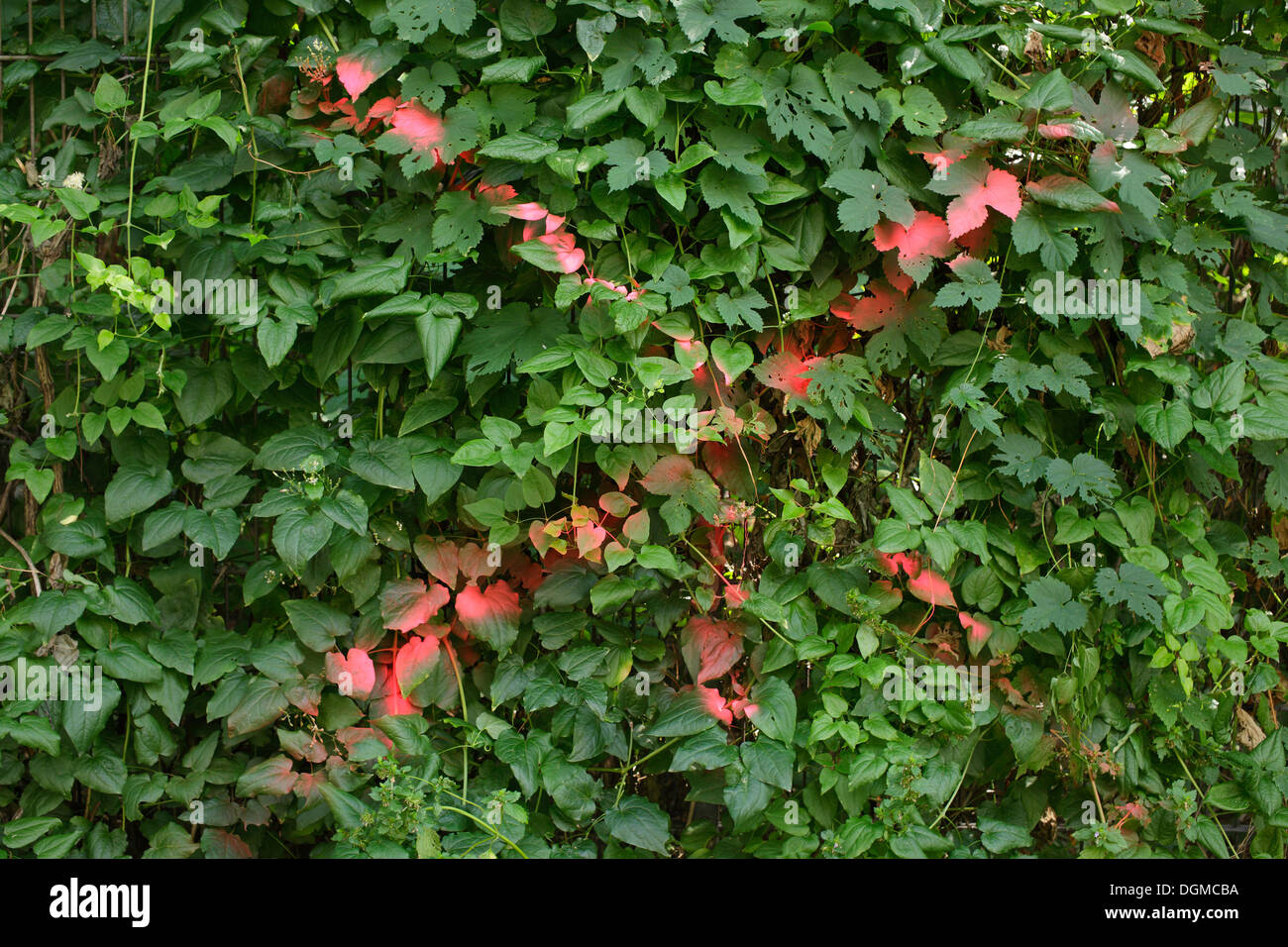 Sprayed Berlin, Germany, marking with red paint on Laubblaetter Stock ...