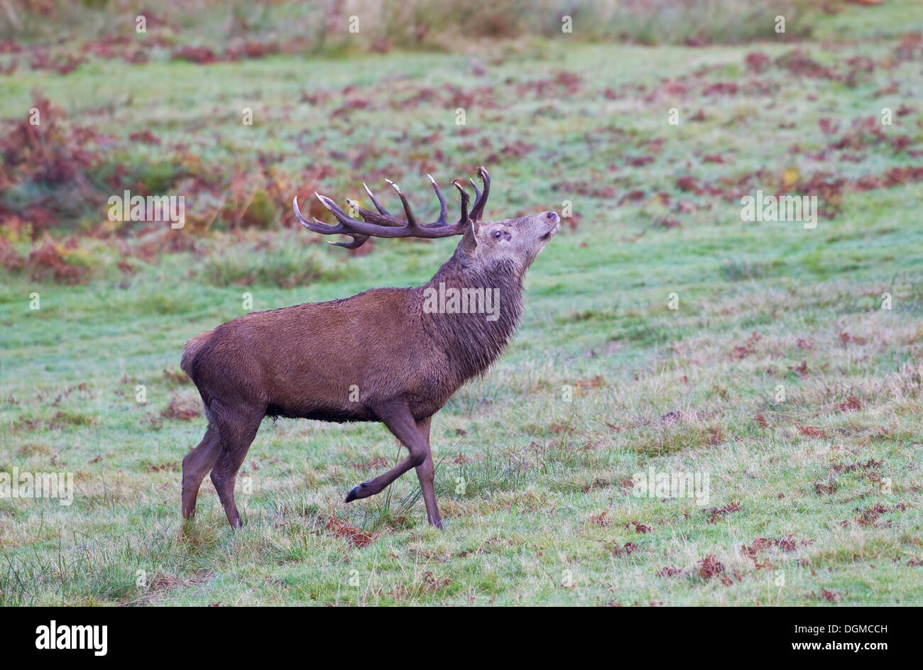 Majestic Red Deer stag Cervus elaphus with head held high and more than ...