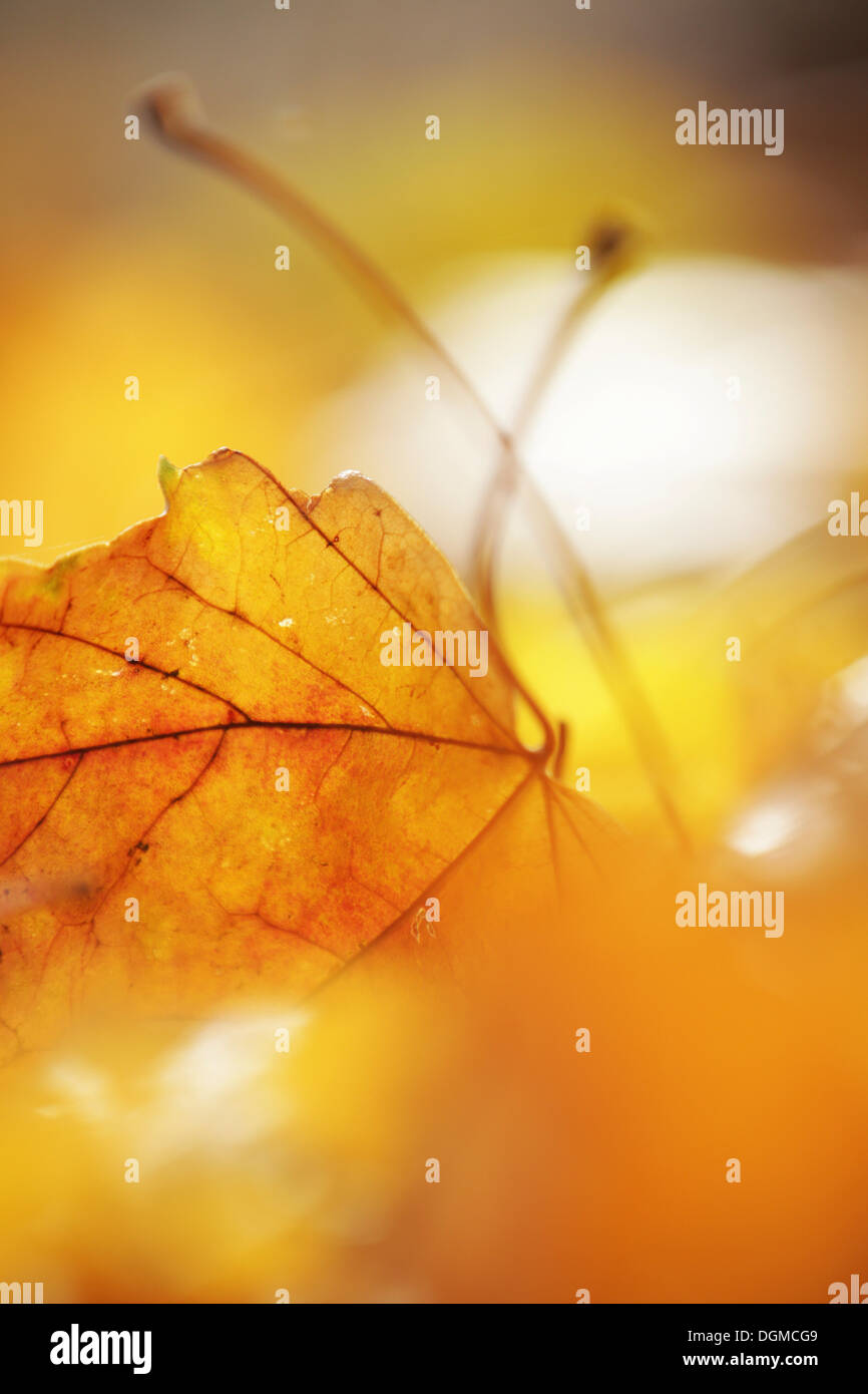 Autumn leaves on the ground Stock Photo - Alamy