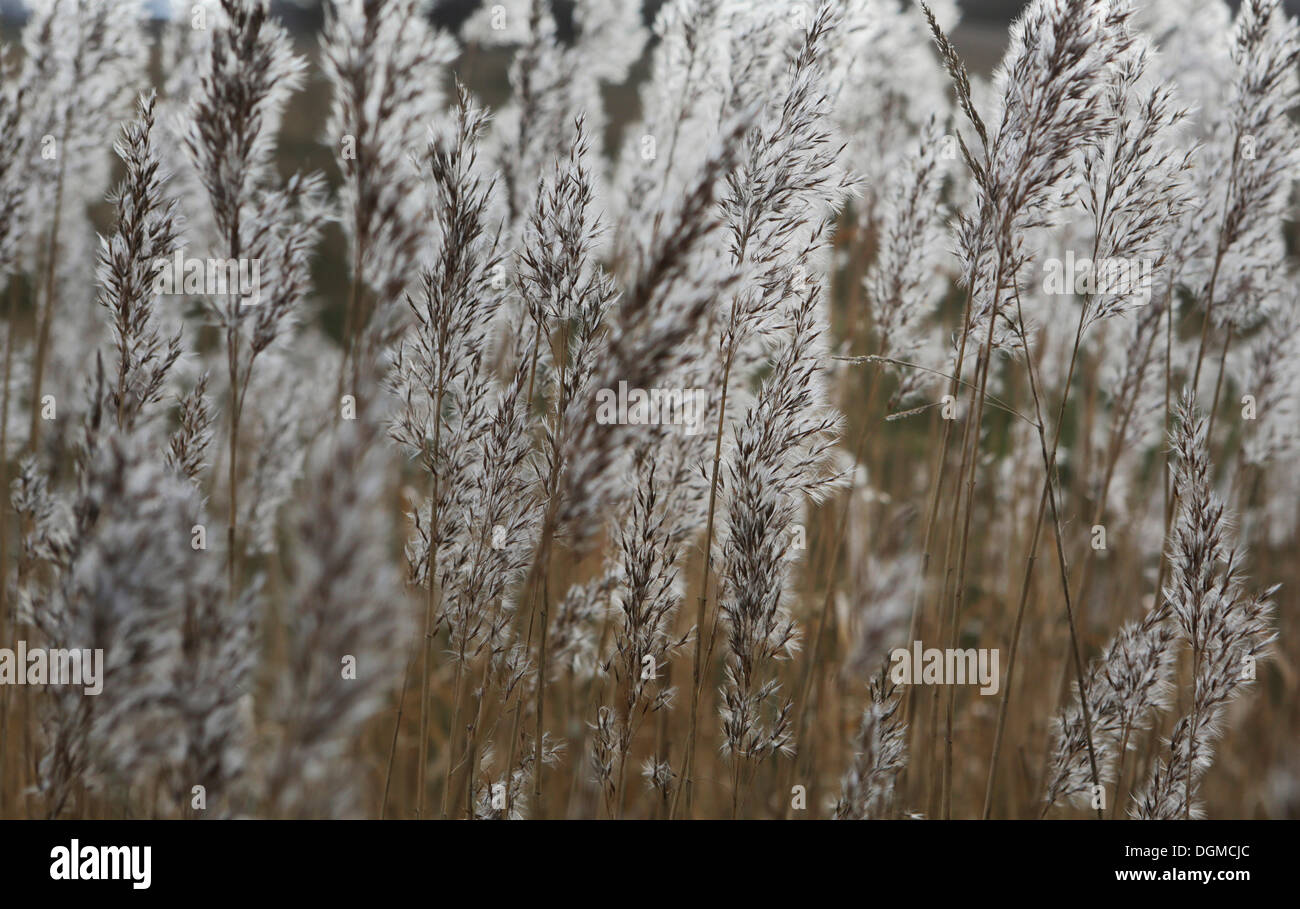 Common Reed (Phragmites australis), seed heads, East Frisian Islands ...