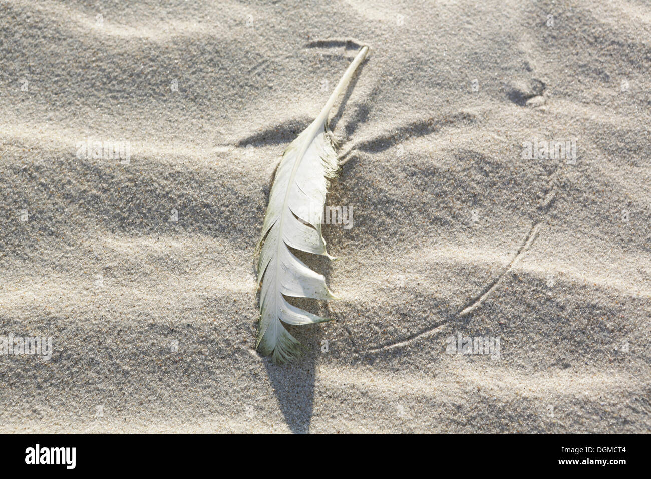 Feather lying in the sand on the beach, Langeoog, Ostfriesische Inseln ...