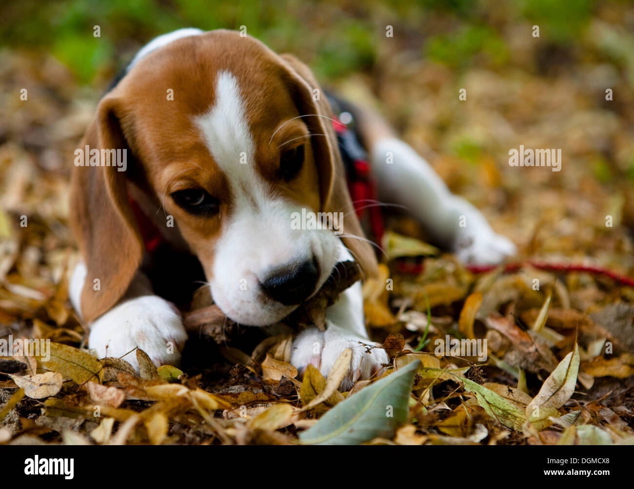 A tricolour male beagle puppy chewing on a twig in the forest Stock ...