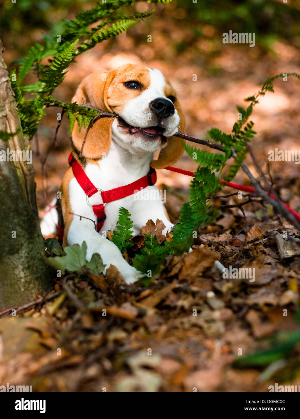 A tricolour male beagle puppy chewing on a twig in the forest Stock ...
