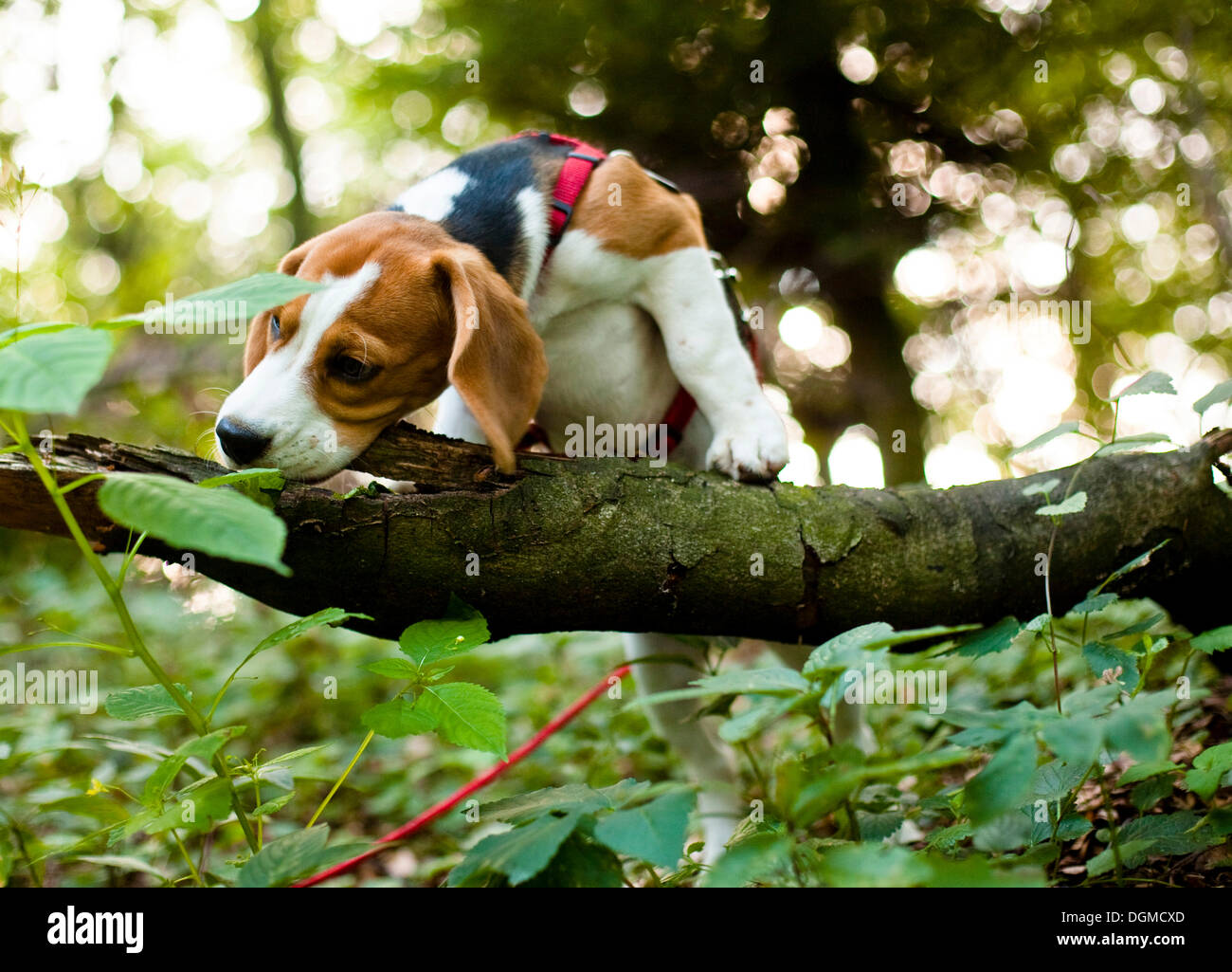 A tricolour male beagle puppy chewing on a tree trunk in the forest ...