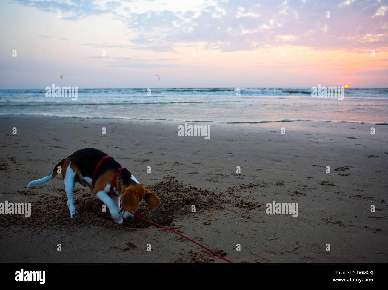 Animal Digging Hole High Resolution Stock Photography and Images - Alamy