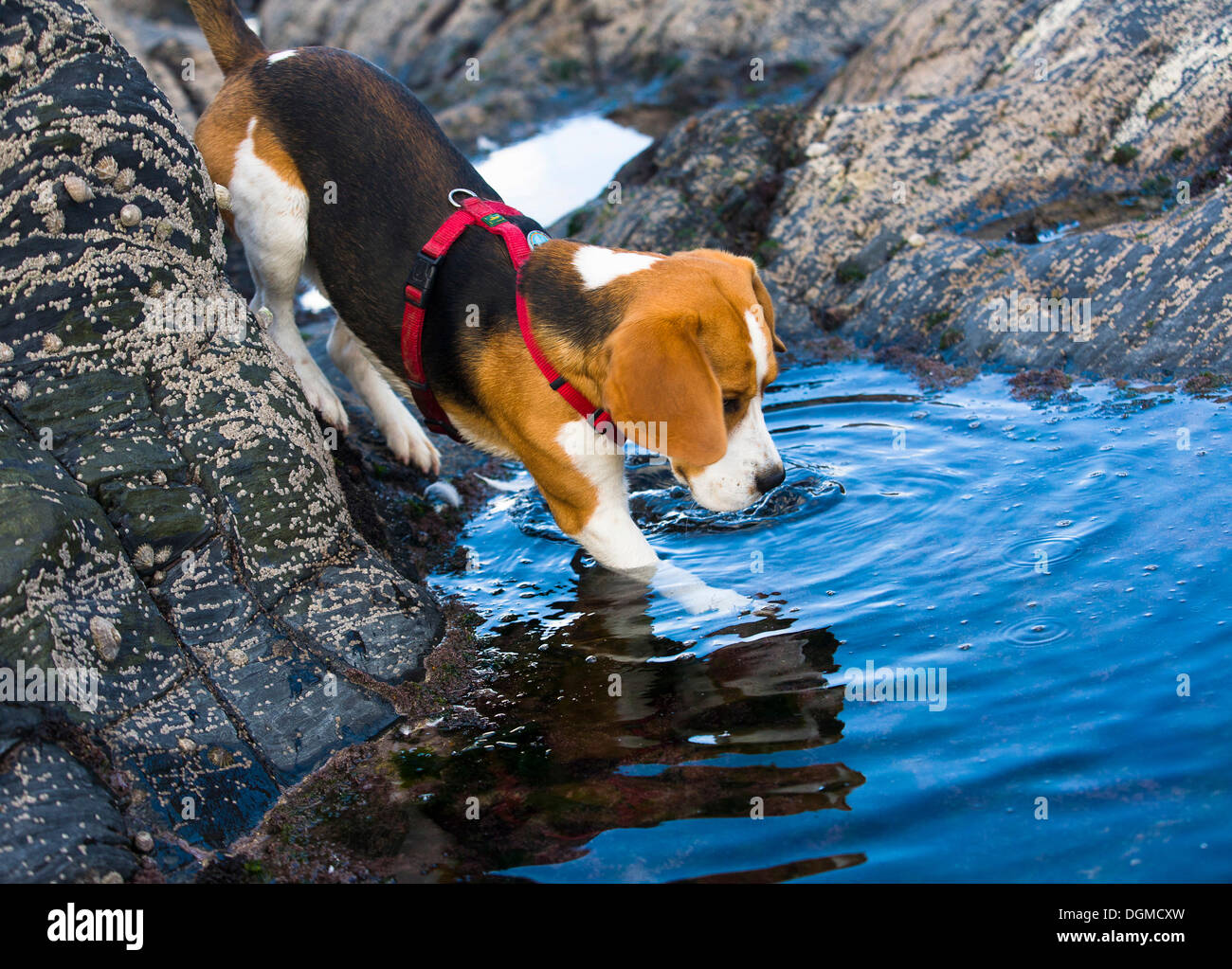 Tricolour Beagle, male entering a body of water Stock Photo - Alamy