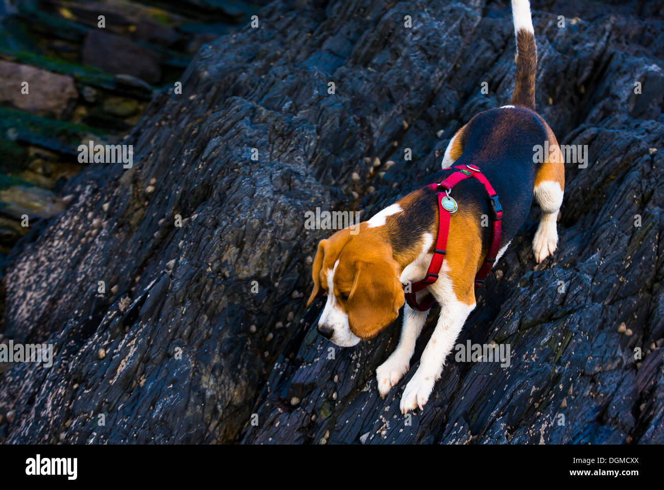 Animal rock climbing hi-res stock photography and images - Alamy