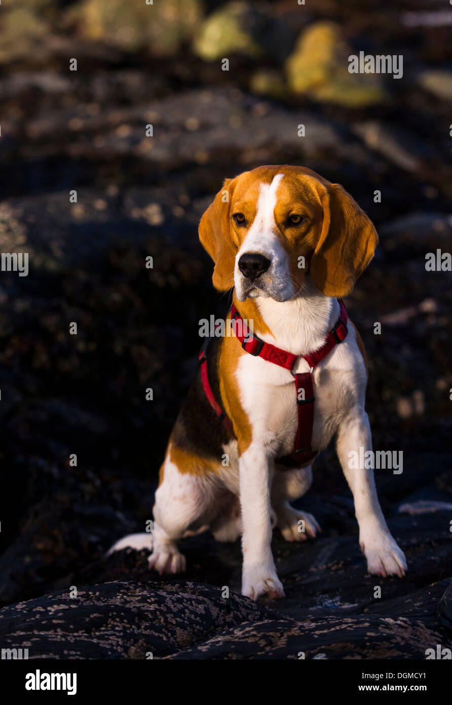 Beagles on rock hi-res stock photography and images - Alamy